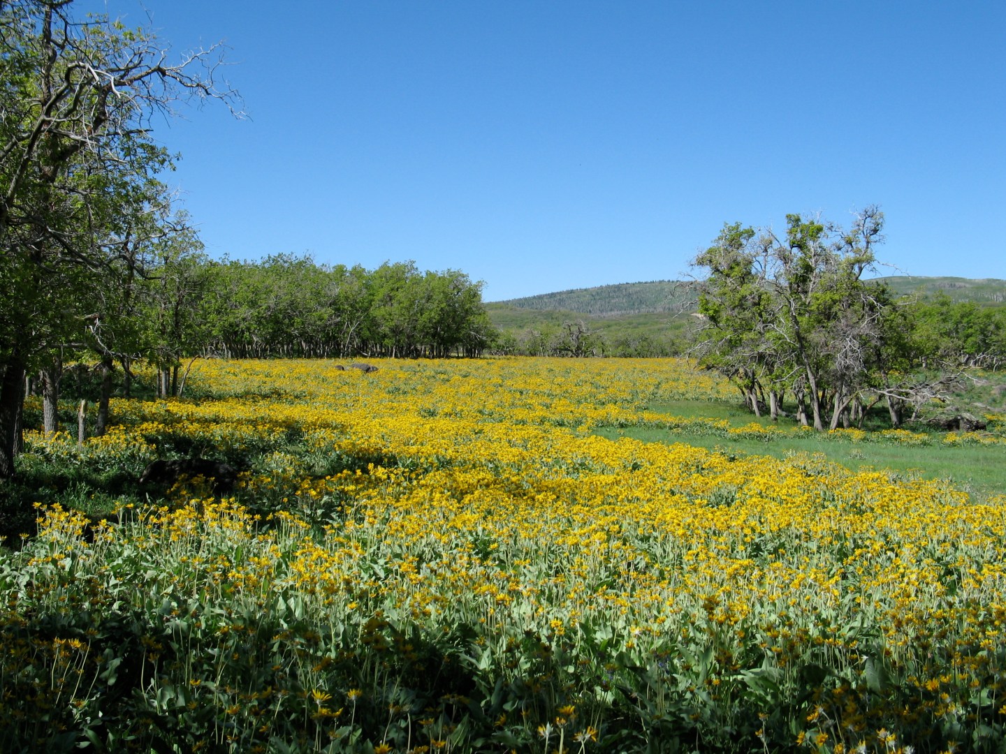 100 Years of Preserving and Protecting National Parks – The Roads Les ...